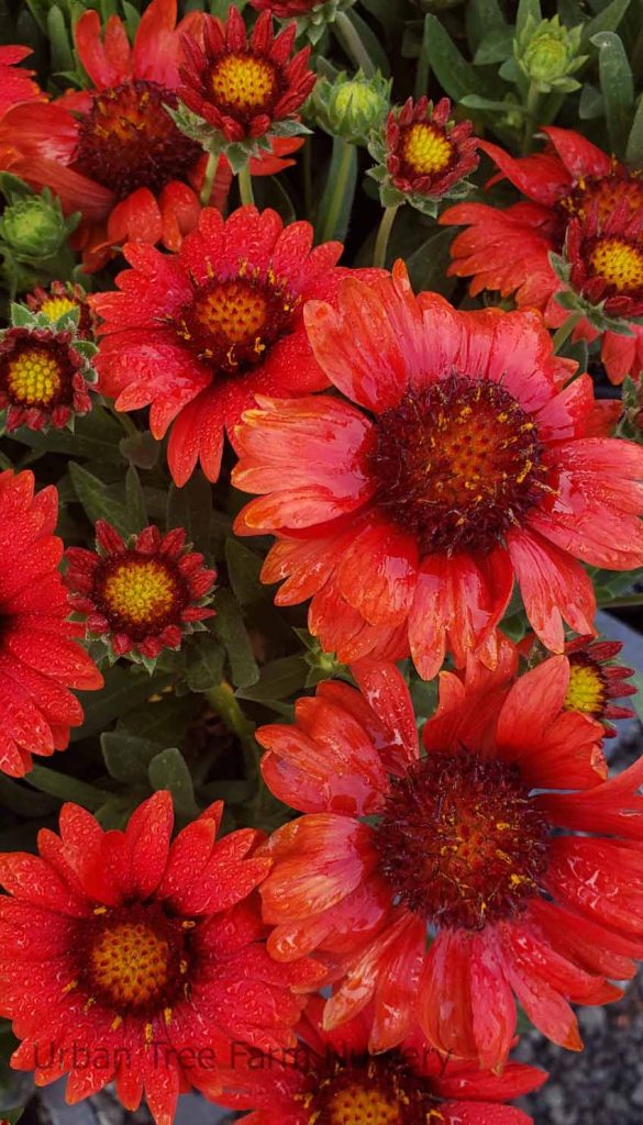 Gaillardia grandiflora 'Arizona Red Shades' | Urban Tree Farm Nursery