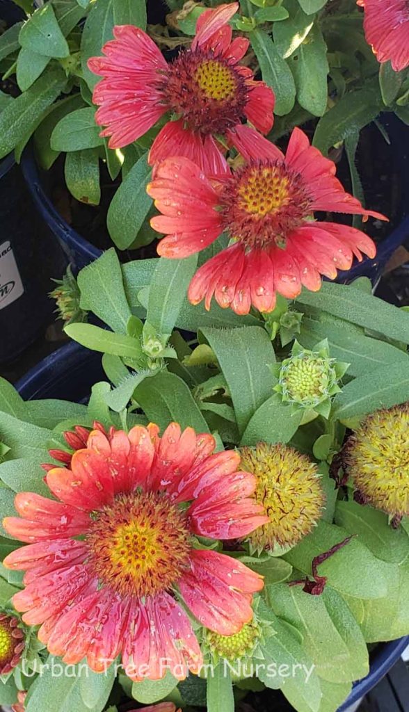 Gaillardia grandiflora 'Arizona Red Shades' | Urban Tree Farm Nursery