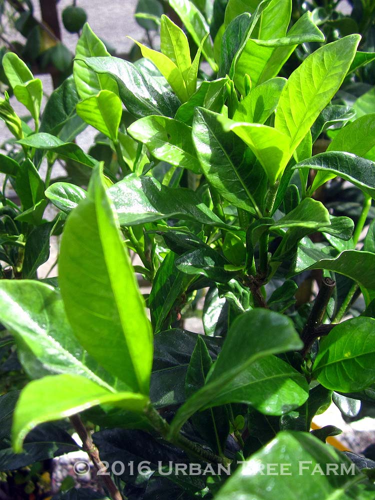 Gardenia jasminoides 'August Beauty' STD | Urban Tree Farm Nursery