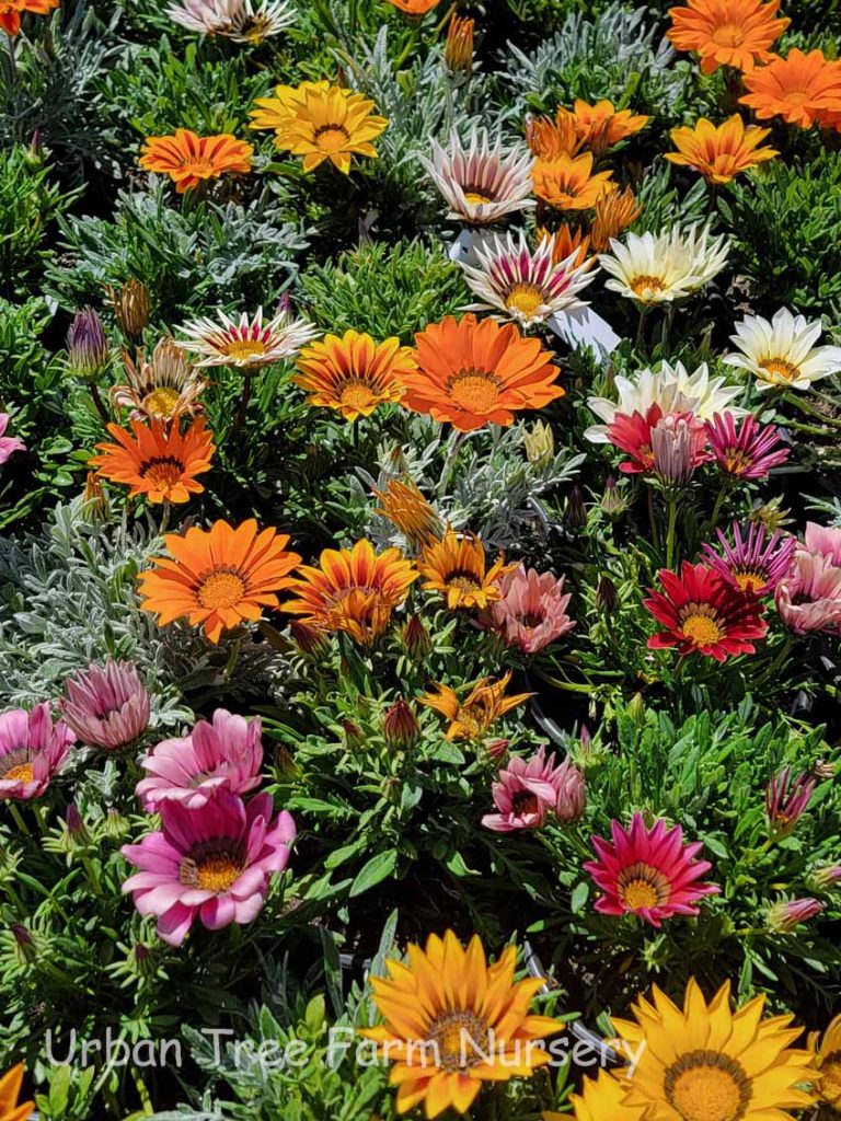 Gazania 'BIG Kiss Mix' | Urban Tree Farm Nursery
