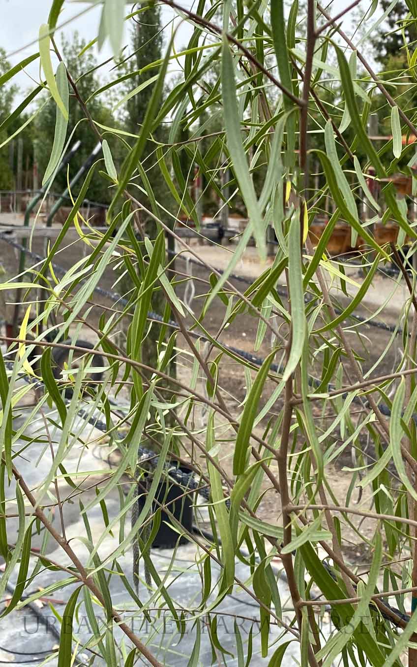 Geijera parviflora LOW BRANCH | Urban Tree Farm Nursery