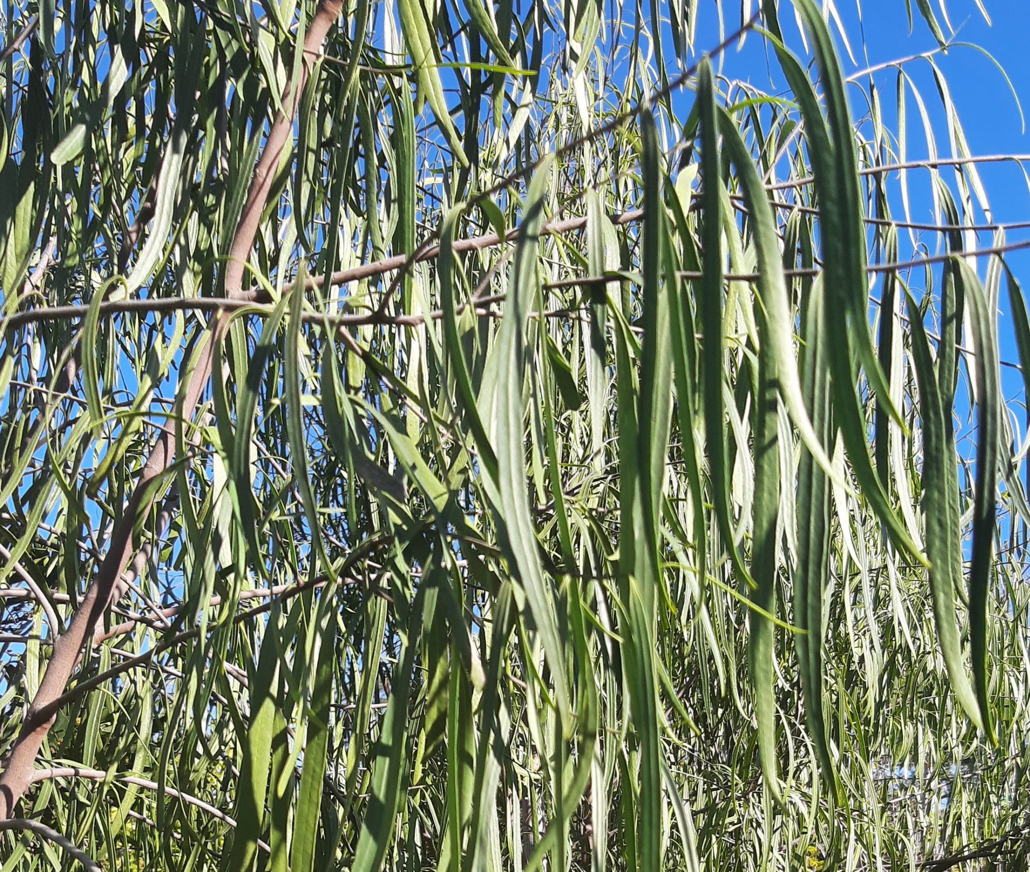 Geijera parviflora | Urban Tree Farm Nursery