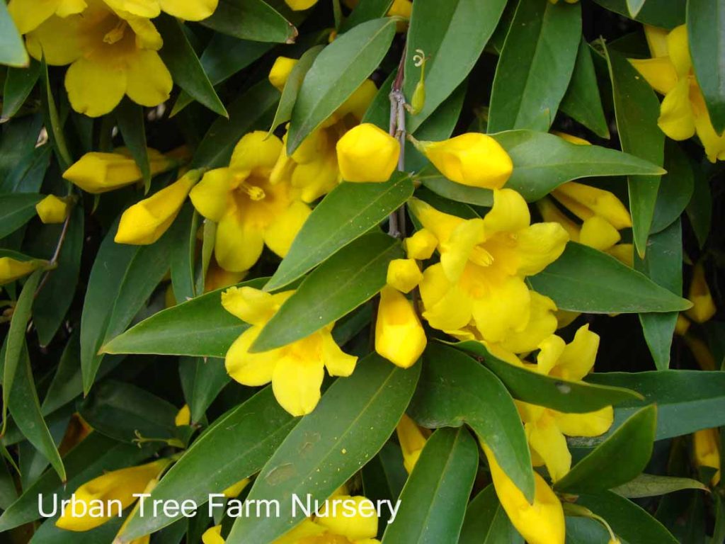 Gelsemium sempervirens | Urban Tree Farm Nursery