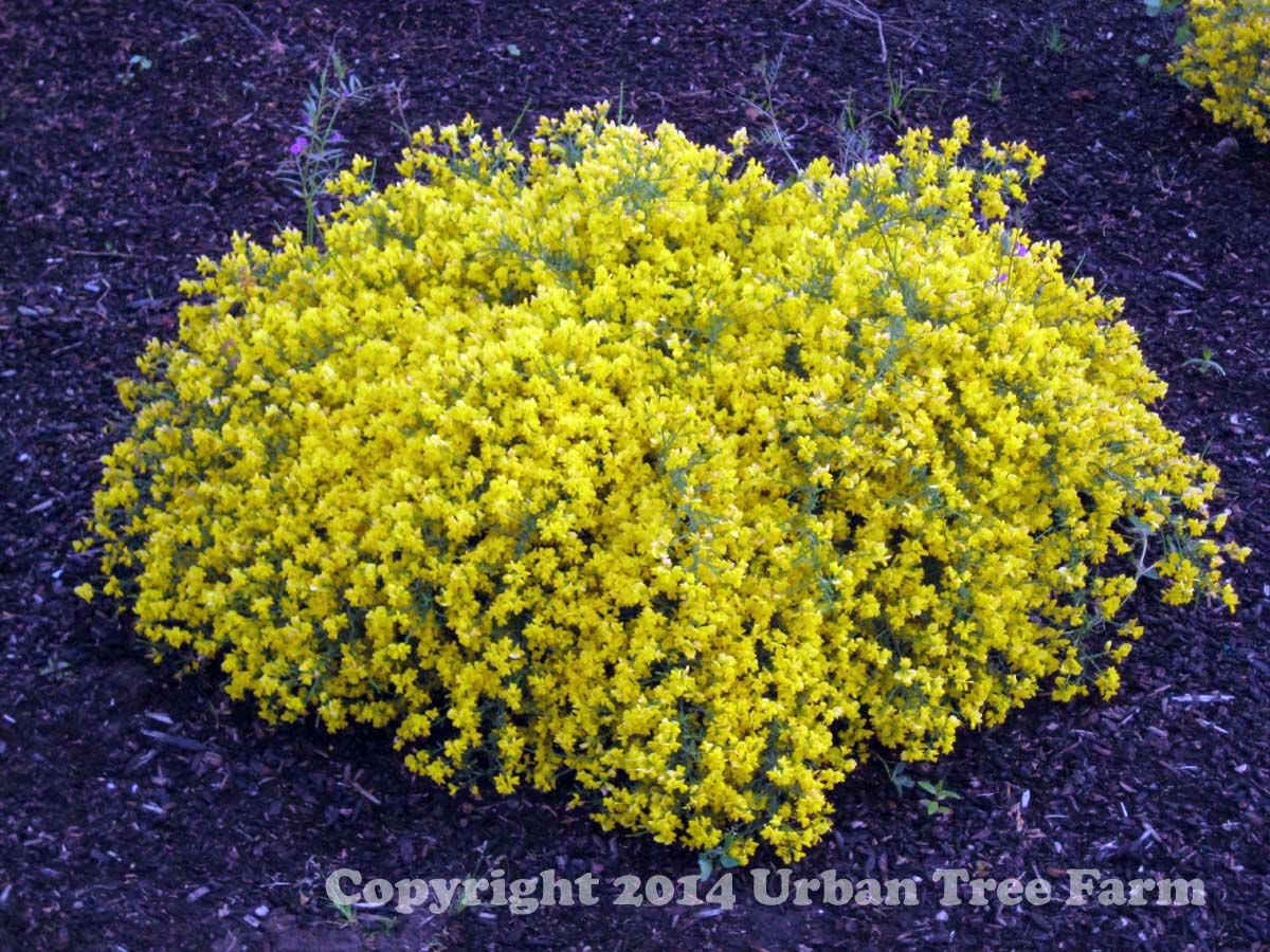 Genista lydia | Urban Tree Farm Nursery
