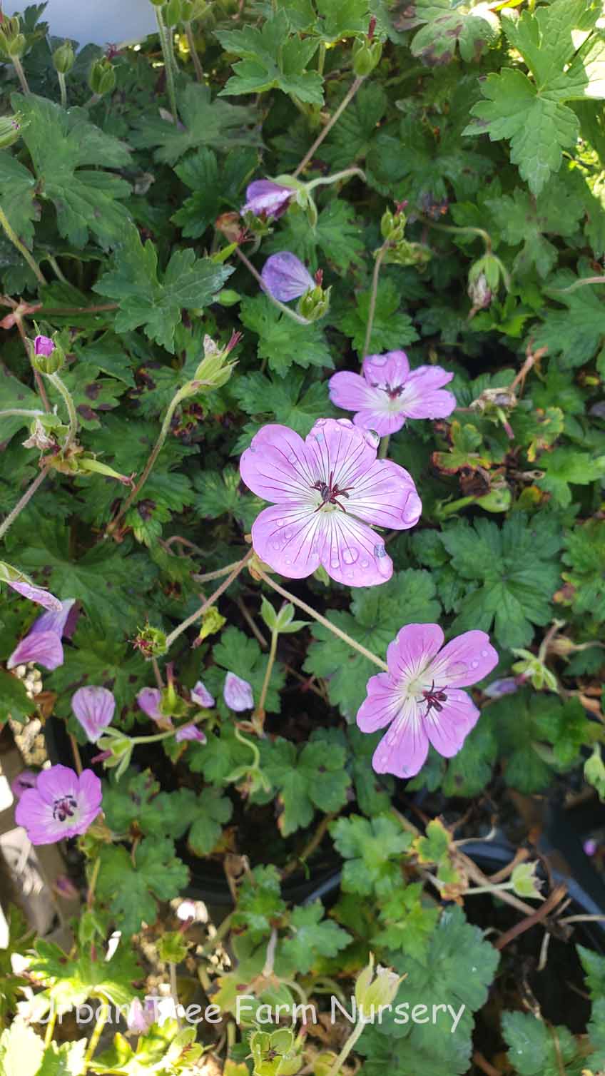 Bigroot Geranium Bloom Time