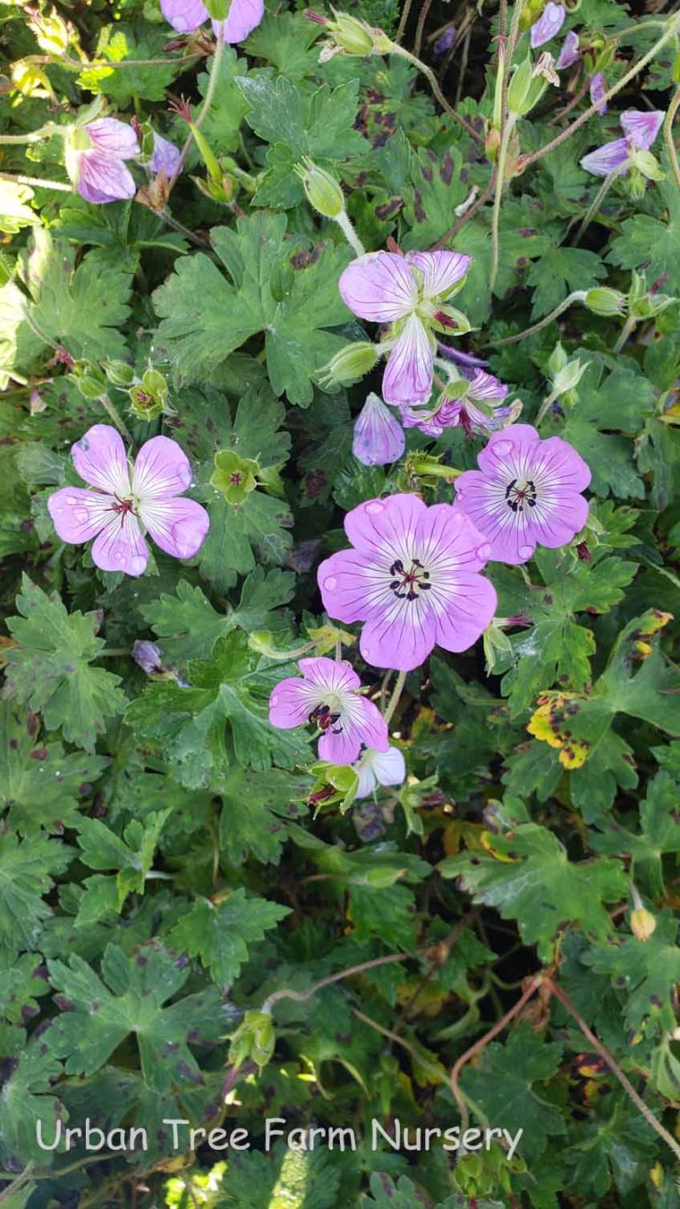 Geranium 'Bloomtime' | Urban Tree Farm Nursery