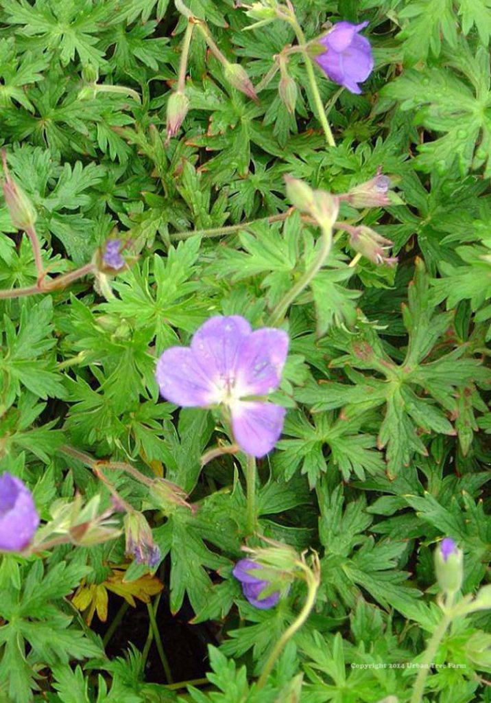 Geranium 'Brookside' | Urban Tree Farm Nursery