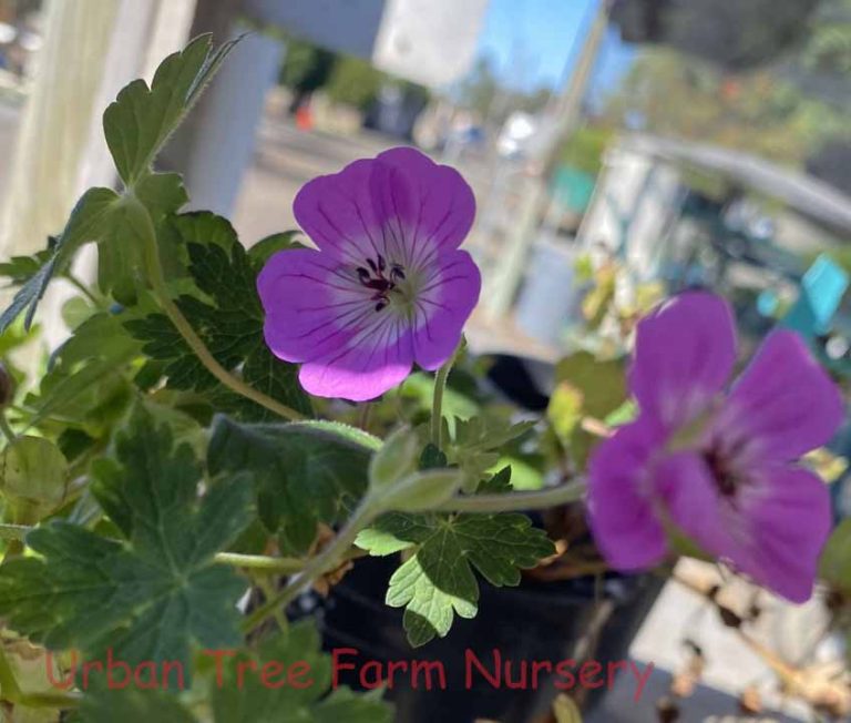 Geranium 'Kelly Anne' | Urban Tree Farm Nursery