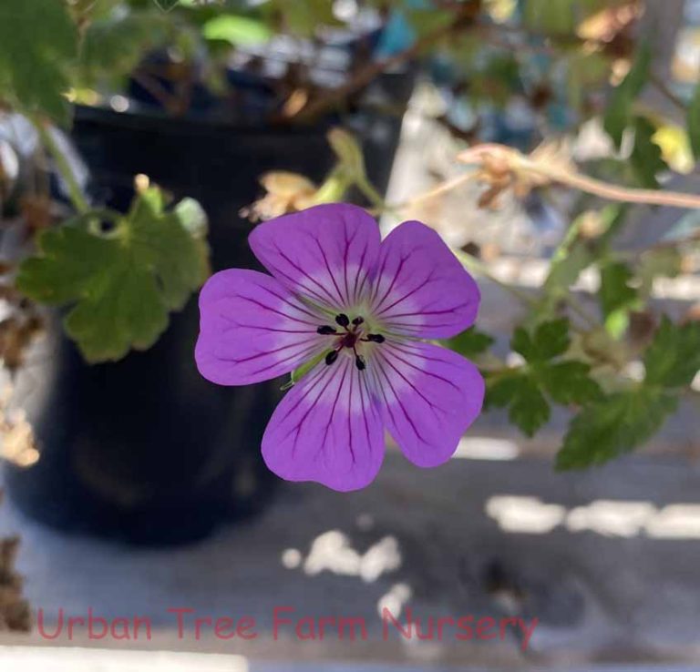 Geranium 'Kelly Anne' | Urban Tree Farm Nursery