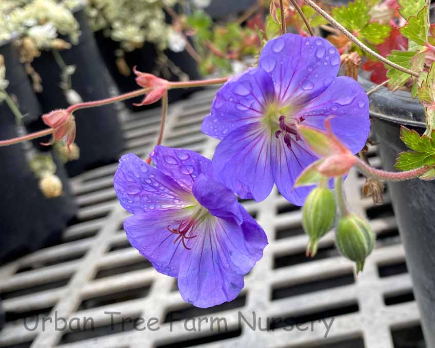 Geranium 'Rozanne' | Urban Tree Farm Nursery