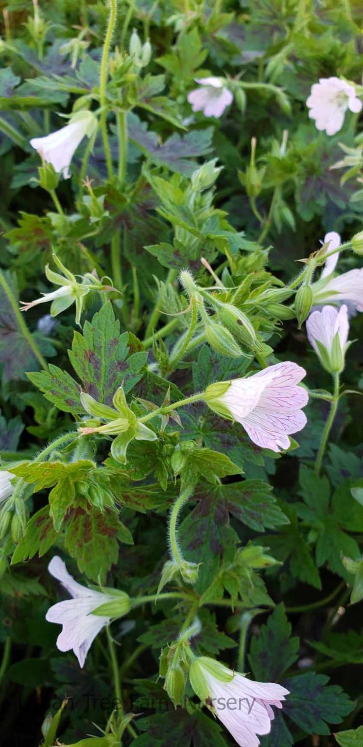 Geranium oxonianum 'Katherine Adele' | Urban Tree Farm Nursery