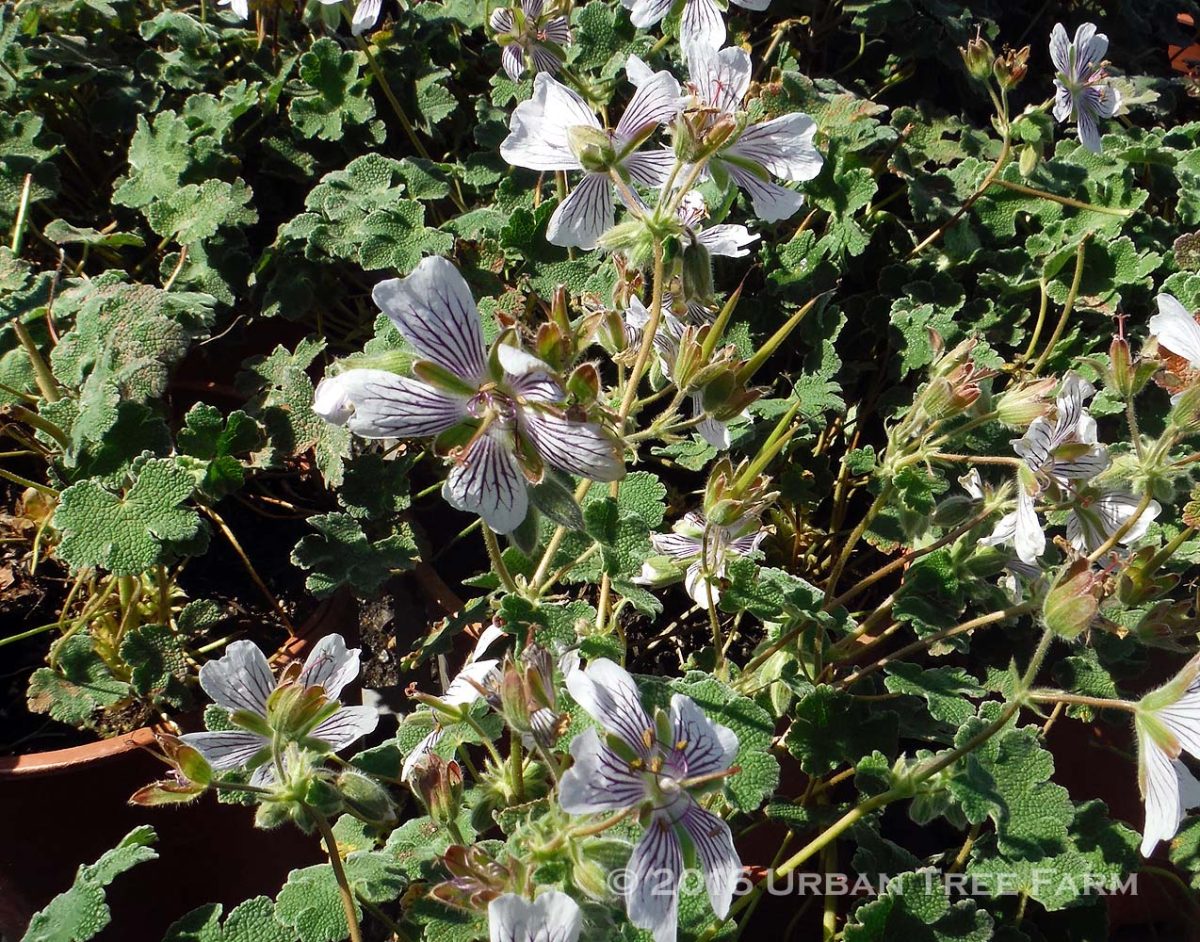 Geranium renardii | Urban Tree Farm Nursery