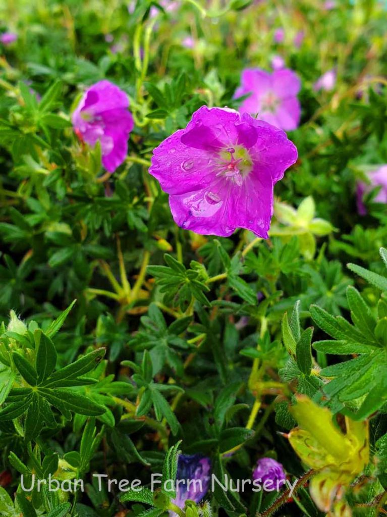 Geranium sanguineum 'Max Frei' | Urban Tree Farm Nursery