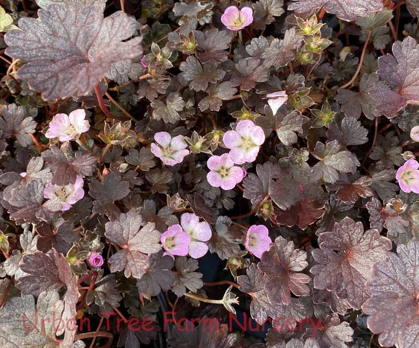 Geranium x antipodeum 'Chocolate Candy' | Urban Tree Farm Nursery