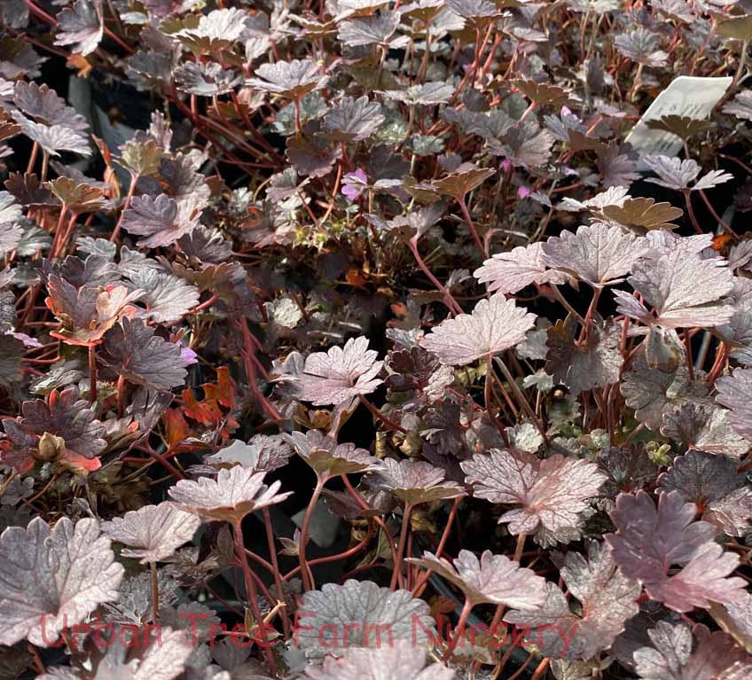 Geranium x antipodeum 'Chocolate Candy' | Urban Tree Farm Nursery