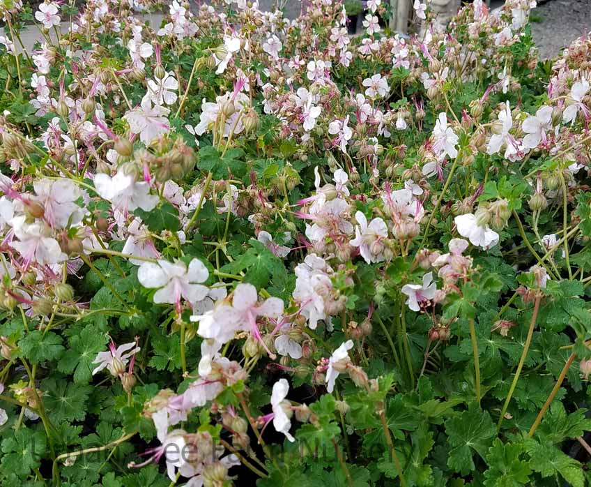 Geranium x cantabrigiense 'Biokovo' | Urban Tree Farm Nursery