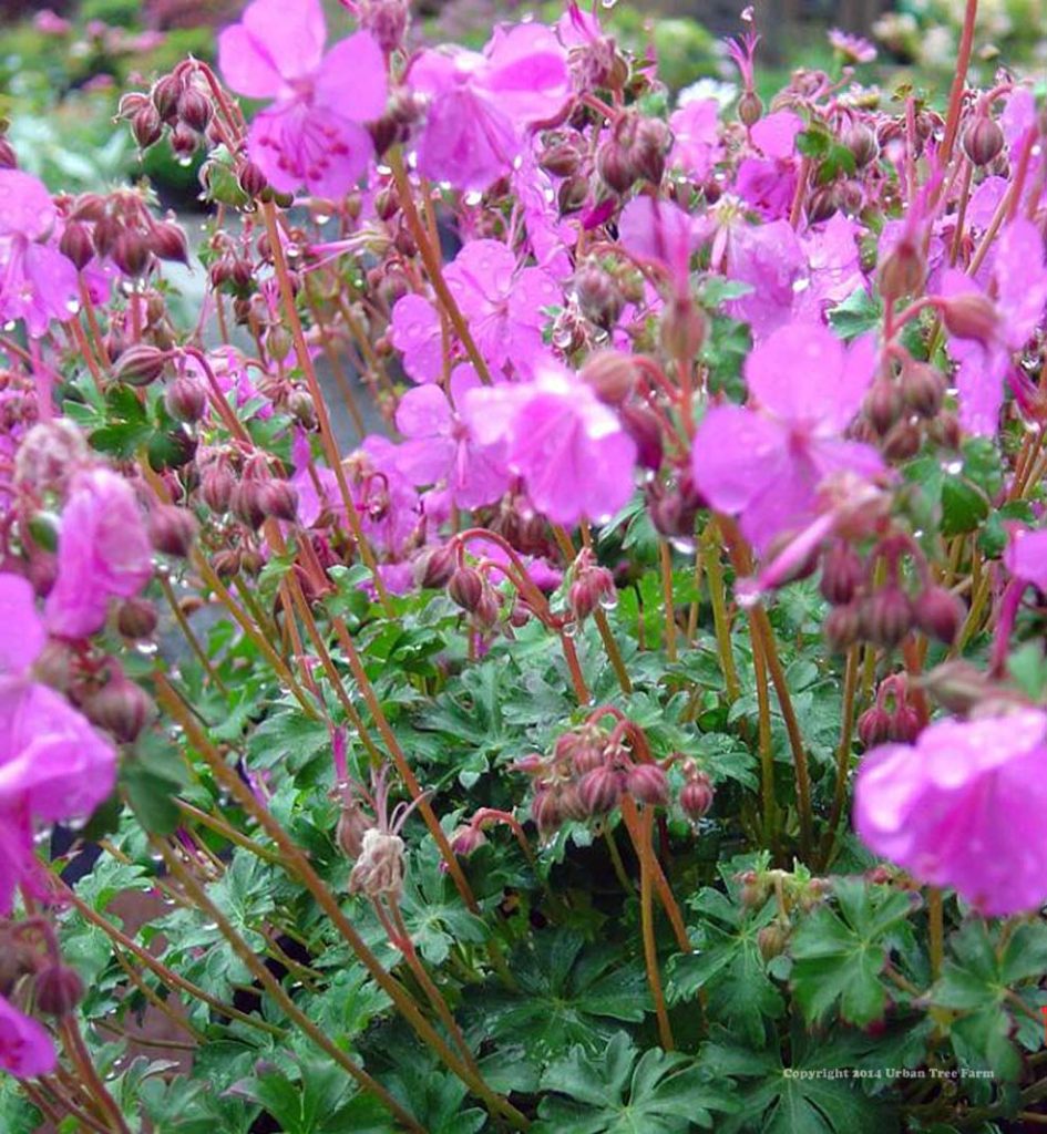 Geranium x cantabrigiense 'Westray' | Urban Tree Farm Nursery
