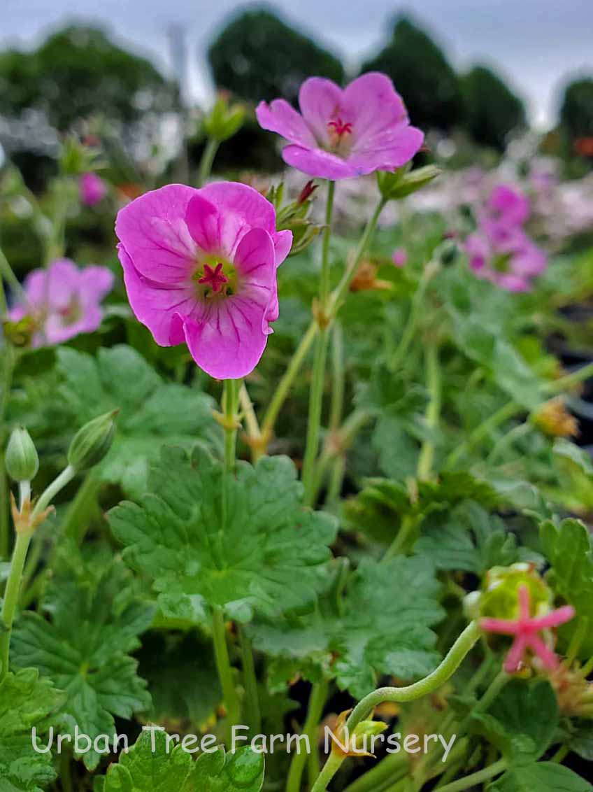 Geranium x riversleaianum 'Mavis Simpson' | Urban Tree Farm Nursery