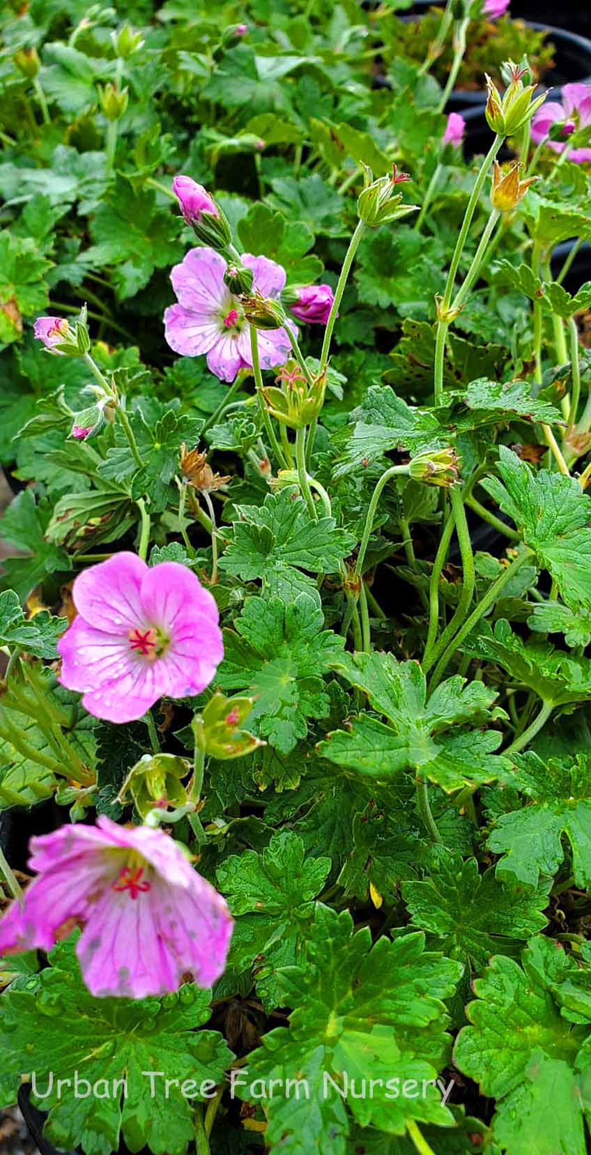Geranium x riversleaianum 'Mavis Simpson' | Urban Tree Farm Nursery