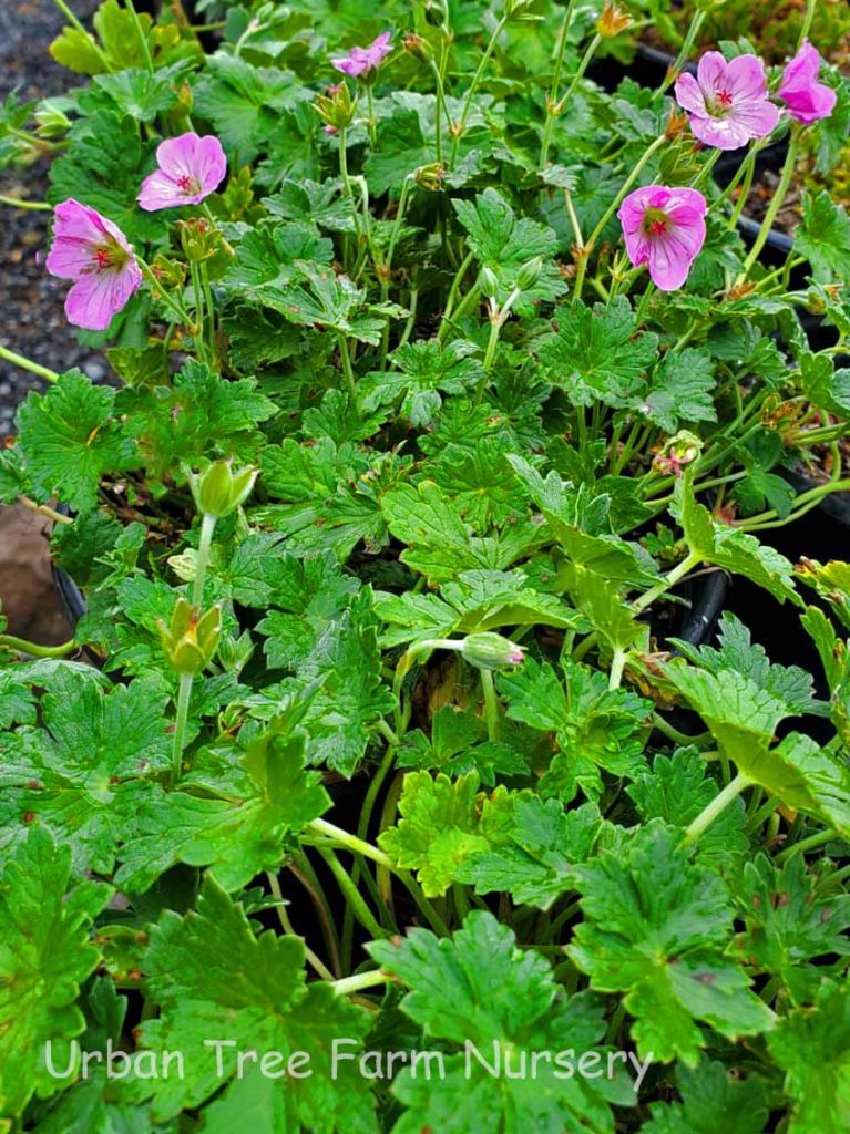 Geranium x riversleaianum 'Mavis Simpson' | Urban Tree Farm Nursery