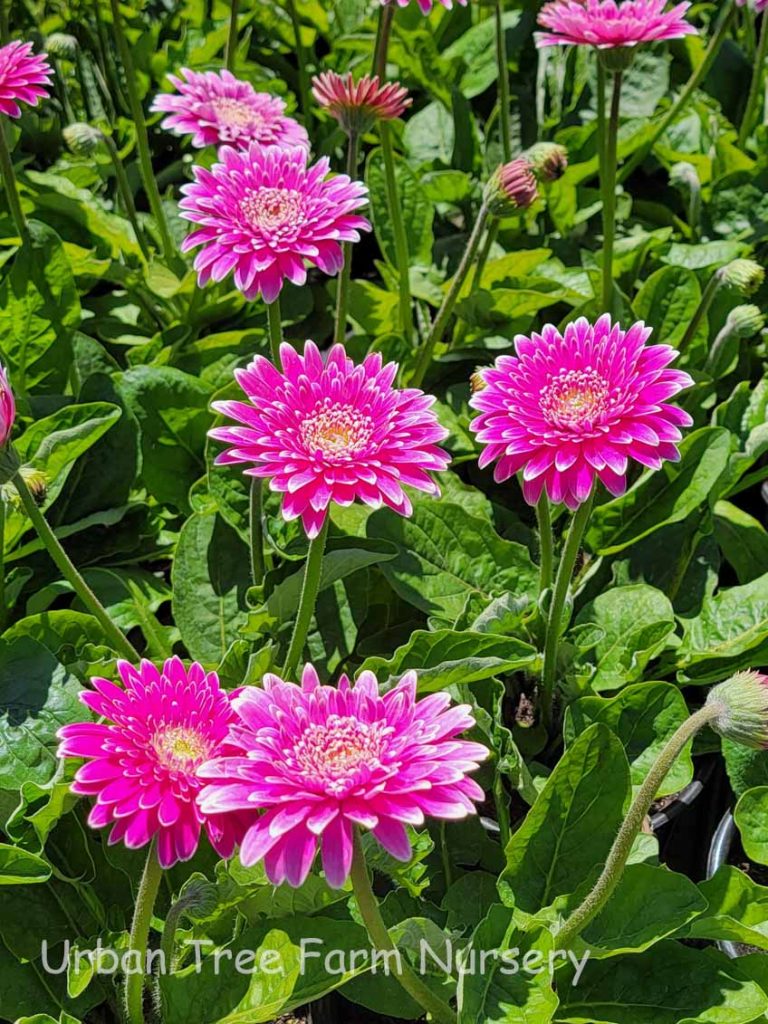Gerbera 'Garvinea Majestic Purple' | Urban Tree Farm Nursery
