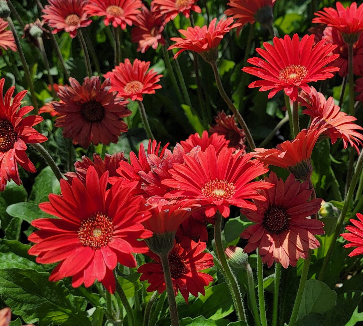 Gerbera 'Garvinea Sweet Love' | Urban Tree Farm Nursery