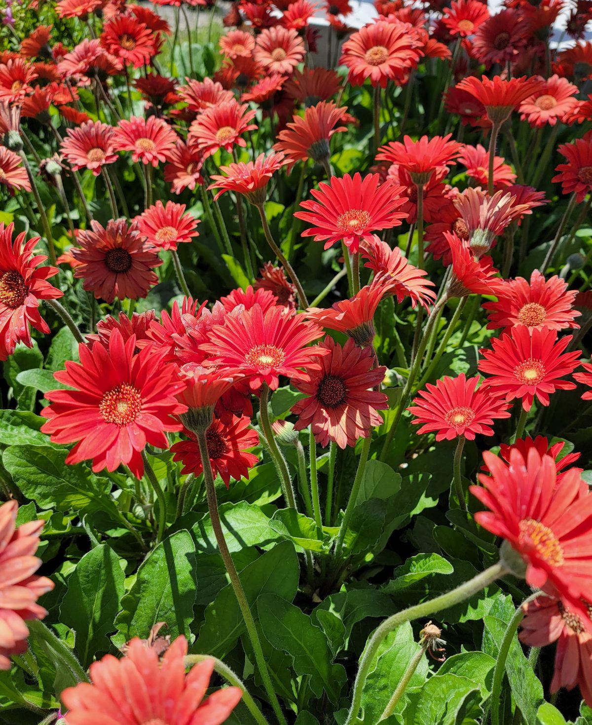 Gerbera 'Garvinea Sweet Love' | Urban Tree Farm Nursery