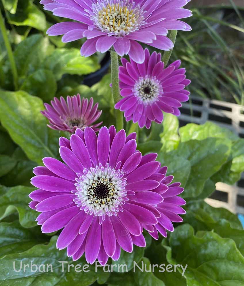 Gerbera 'Garvinea Sweet Surprise' | Urban Tree Farm Nursery