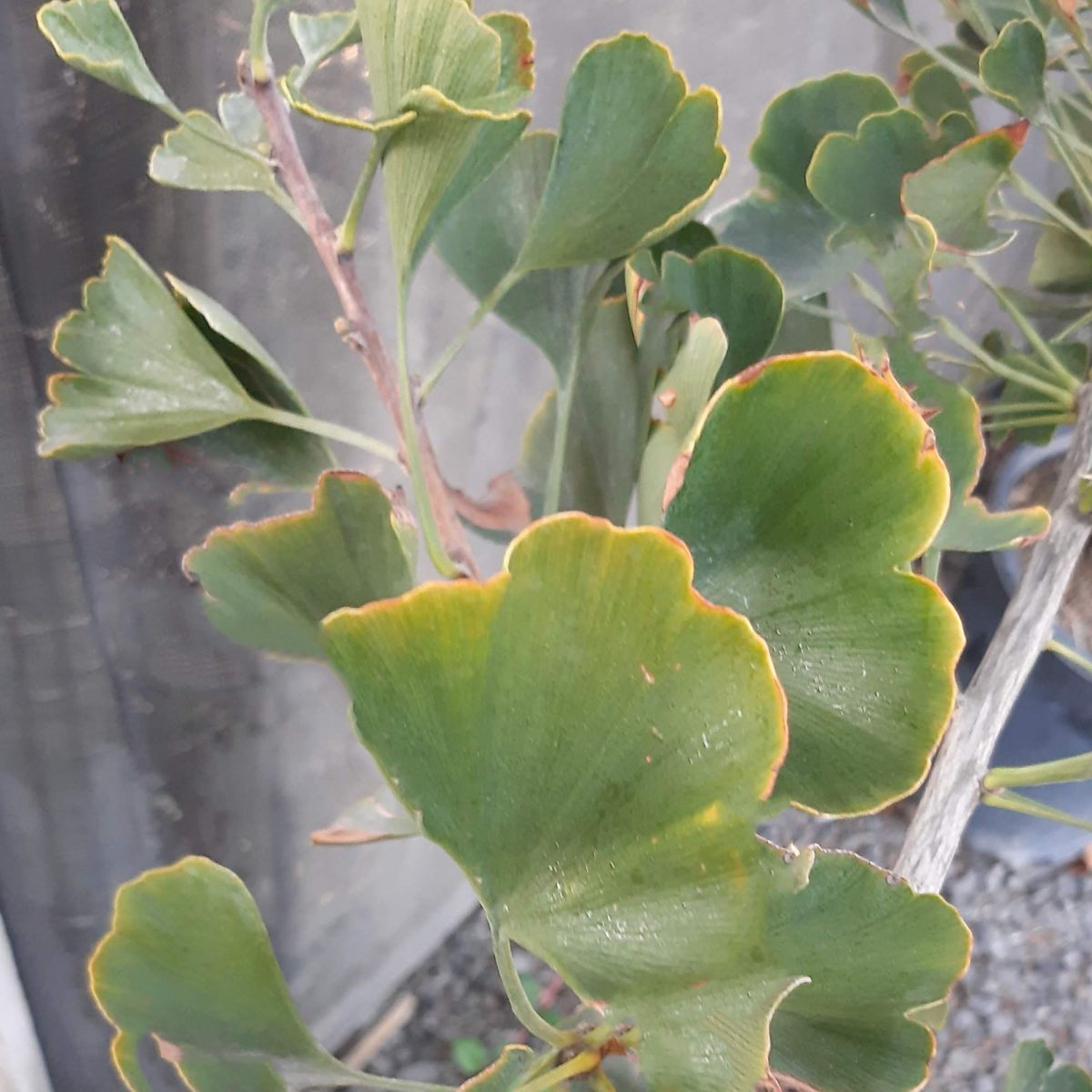 Ginkgo biloba 'Fairmount' | Urban Tree Farm Nursery
