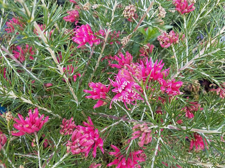Grevillea rosmarinifolia 'Scarlet Sprite' | Urban Tree Farm Nursery