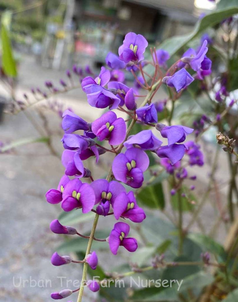 Hardenbergia violacea 'Happy Wanderer' | Urban Tree Farm Nursery