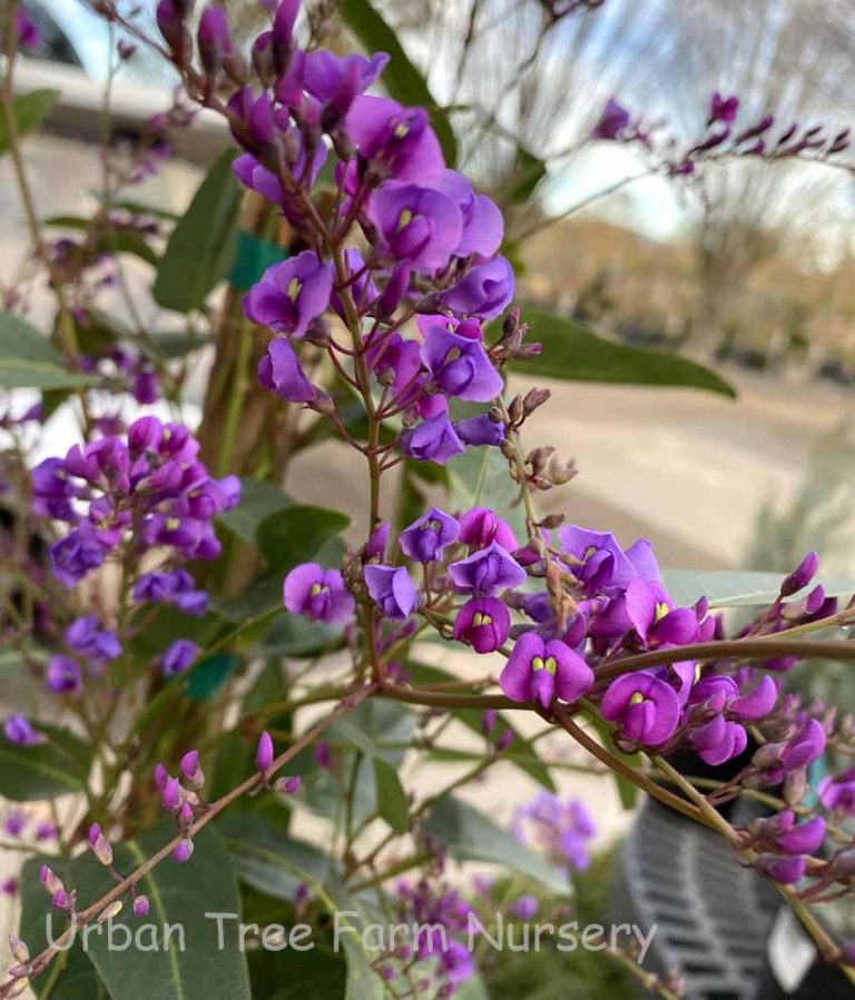 Hardenbergia violacea 'Happy Wanderer' | Urban Tree Farm Nursery