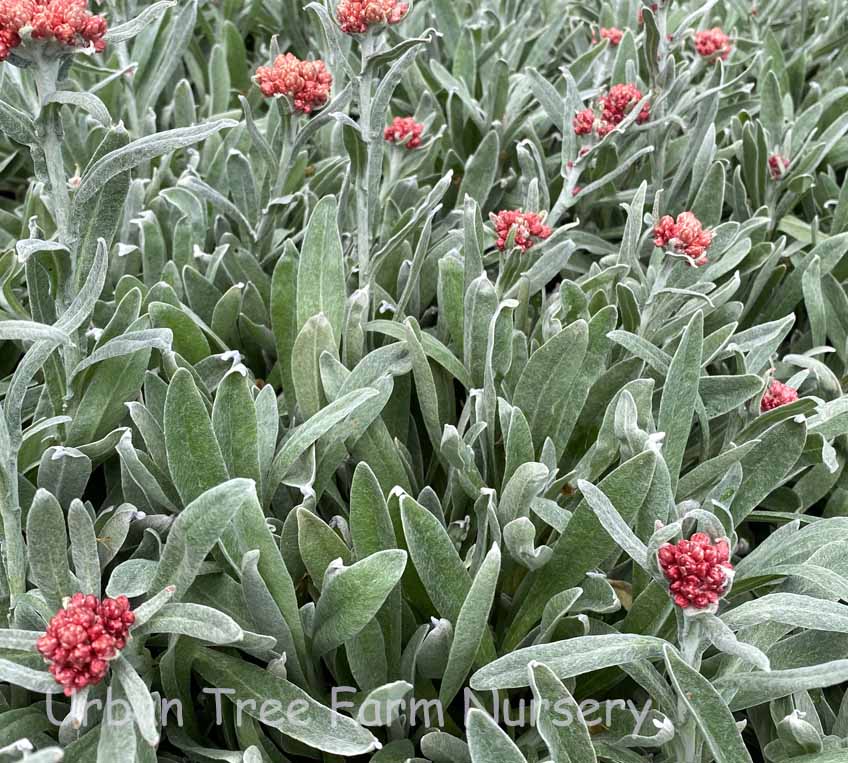 Helichrysum 'Ruby Cluster' | Urban Tree Farm Nursery