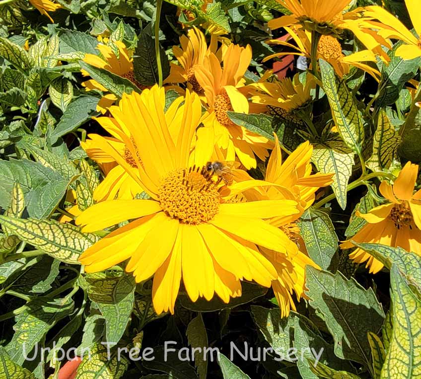 Heliopsis helianthoides 'Sunstruck' | Urban Tree Farm Nursery