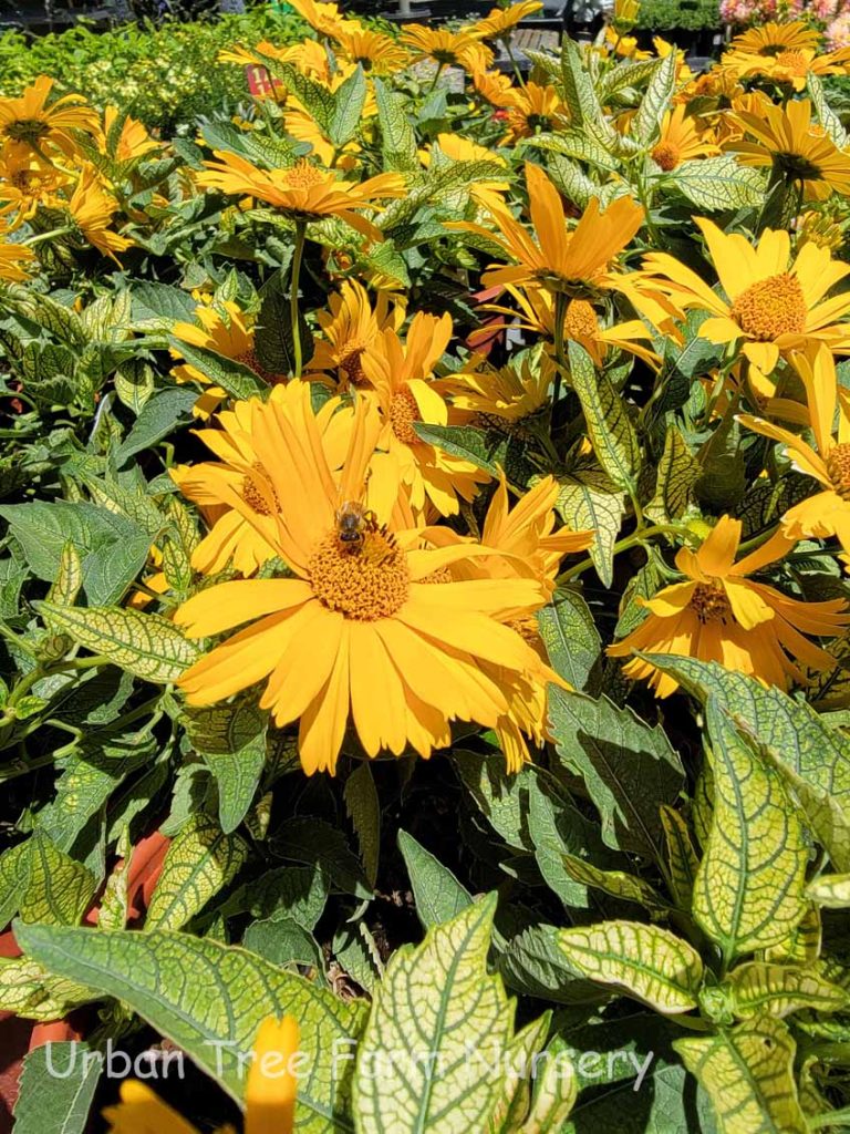 Heliopsis helianthoides 'Sunstruck' | Urban Tree Farm Nursery