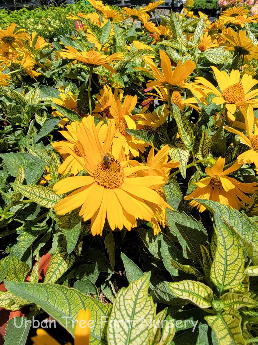 Heliopsis helianthoides 'Sunstruck' | Urban Tree Farm Nursery