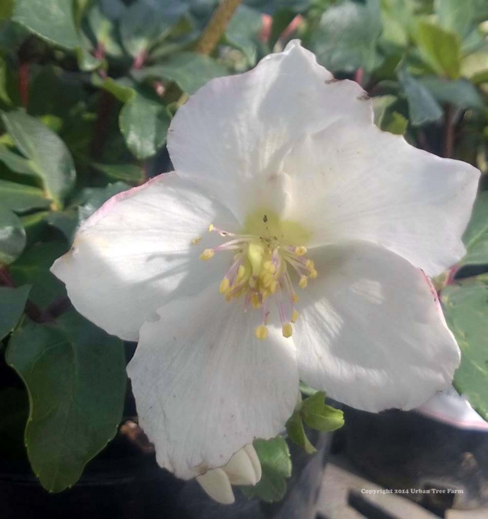Helleborus hybridus 'White Magic' | Urban Tree Farm Nursery