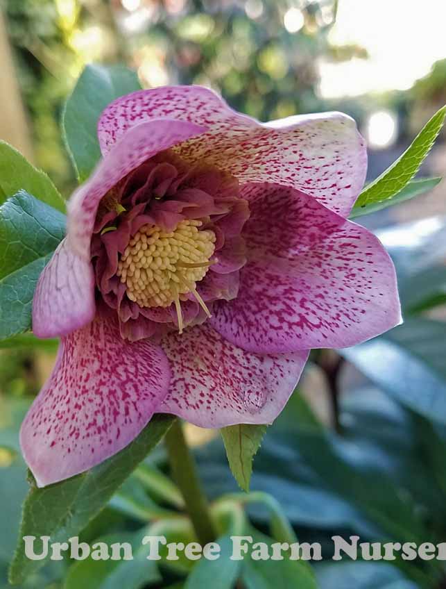 Helleborus orientalis 'Tutu' | Urban Tree Farm Nursery