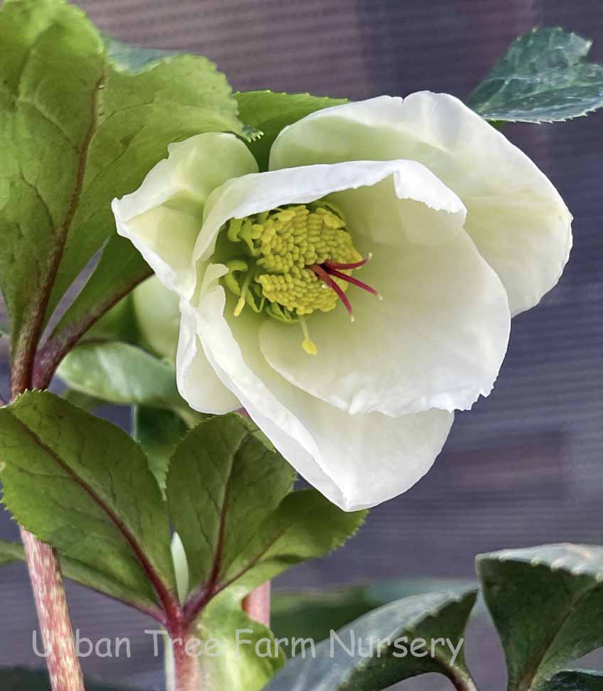 Helleborus x 'Ice-n-Roses White' | Urban Tree Farm Nursery