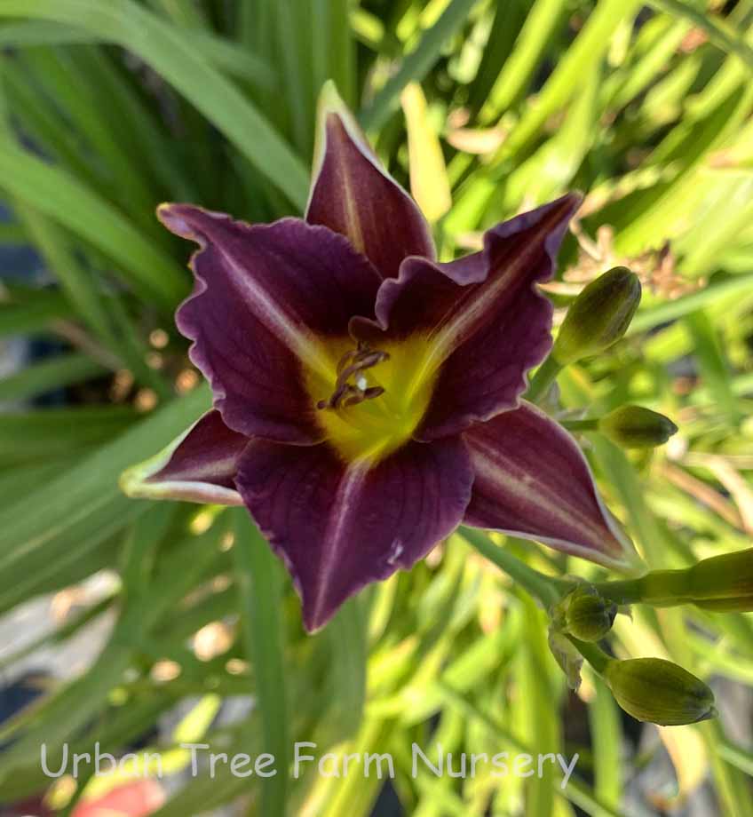 Hemerocallis 'Mary Reed' | Urban Tree Farm Nursery