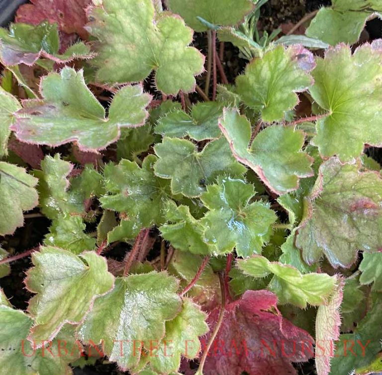 Heuchera sanguinea 'Ruby Bells' | Urban Tree Farm Nursery