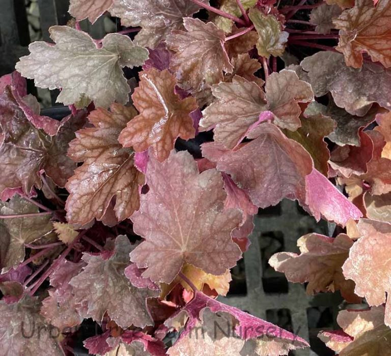 Heuchera villosa 'Carnival Watermelon' | Urban Tree Farm Nursery
