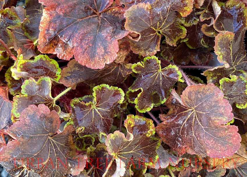 Heucherella x 'Solar Eclipse' | Urban Tree Farm Nursery
