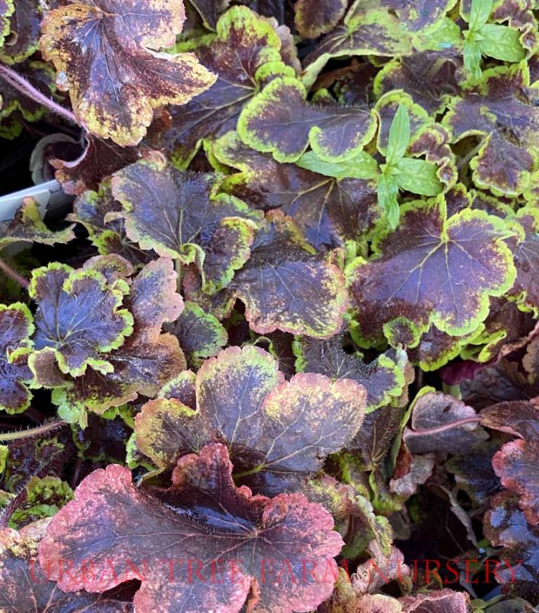 Heucherella x 'Solar Eclipse' | Urban Tree Farm Nursery