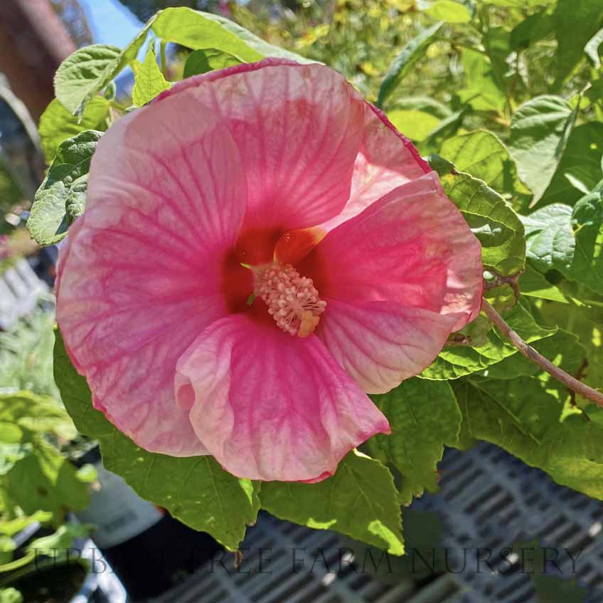 Hibiscus moscheutos 'Luna Pink Swirl' | Urban Tree Farm Nursery