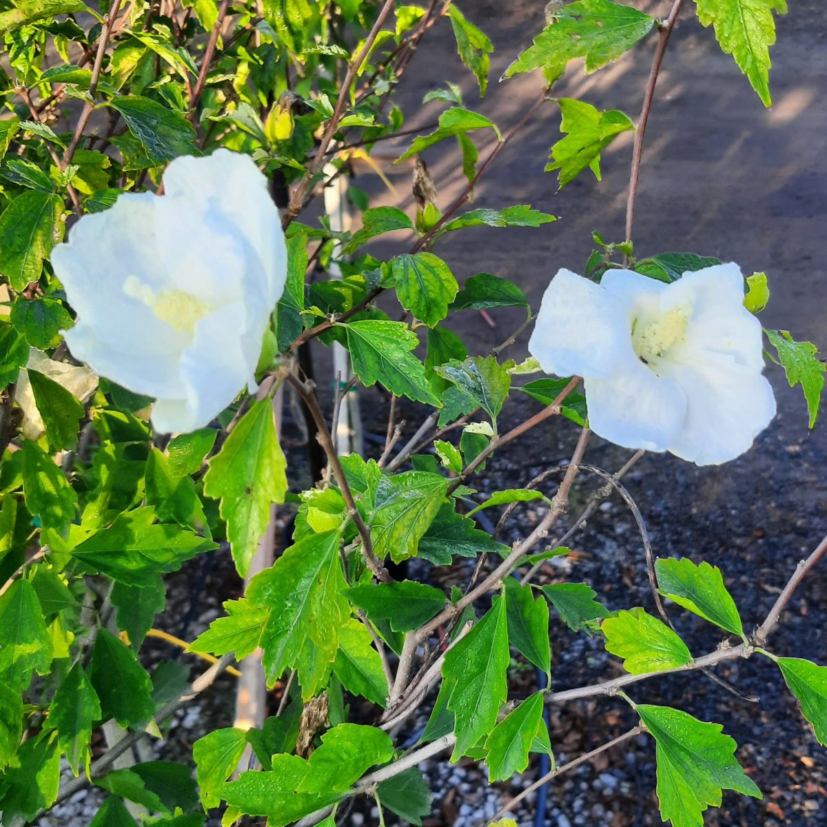 Hibiscus syriacus 'Fiji' | Urban Tree Farm Nursery