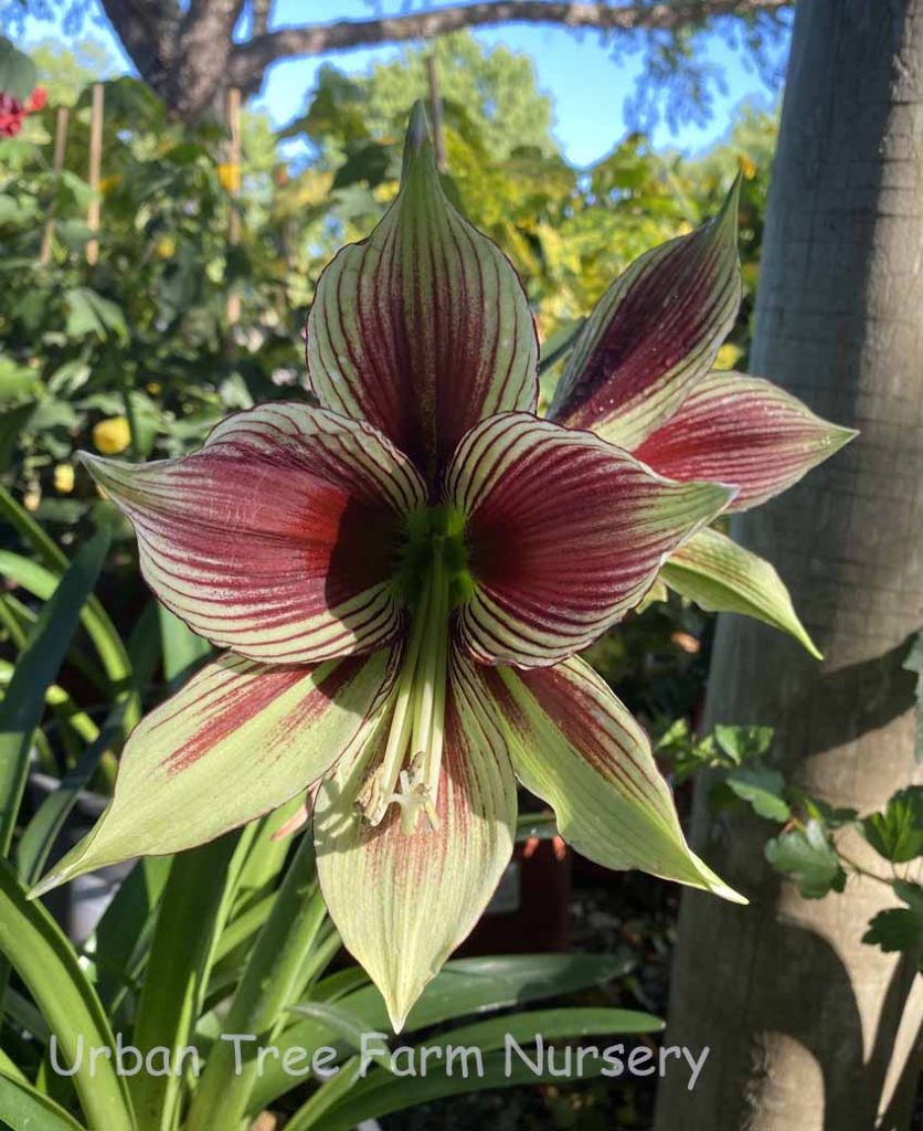 Hippeastrum papilio | Urban Tree Farm Nursery