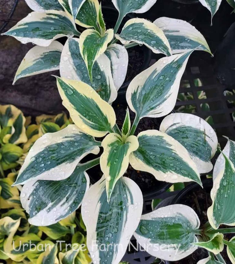 Hosta 'Blue Ivory' | Urban Tree Farm Nursery