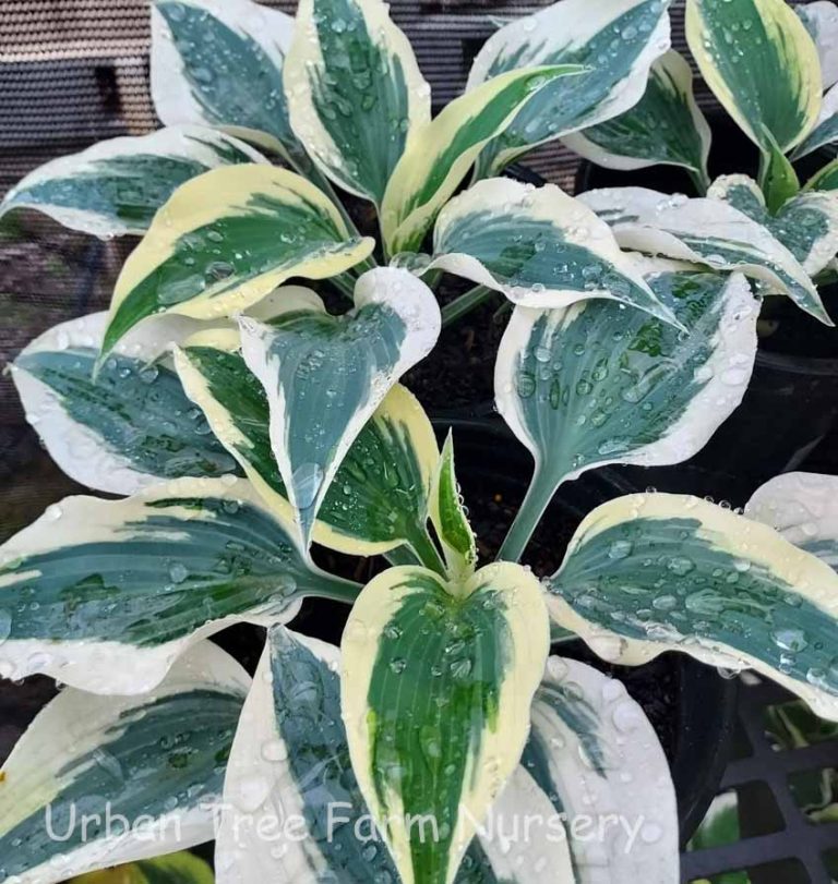 Hosta 'Blue Ivory' | Urban Tree Farm Nursery