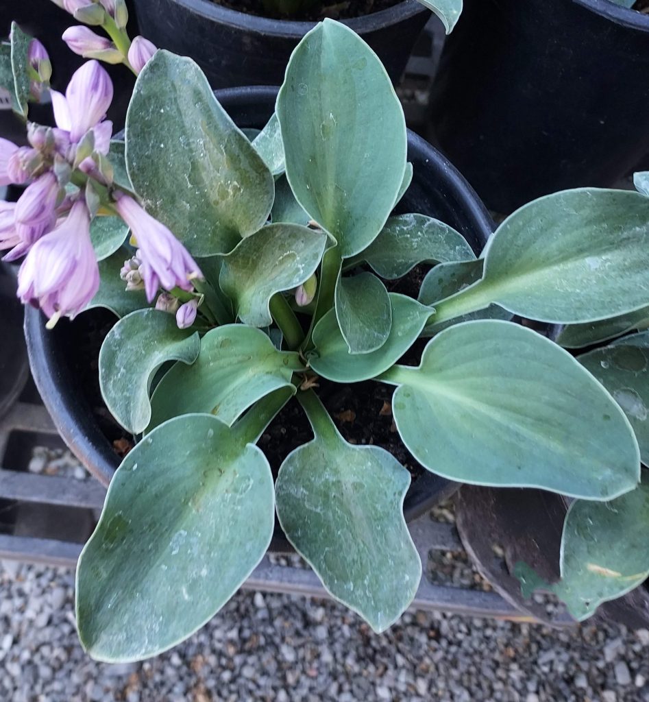 Hosta 'Blue Mouse Ears' | Urban Tree Farm Nursery